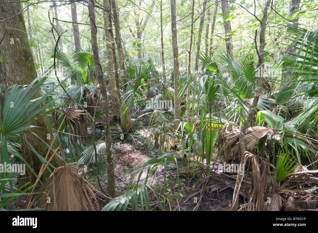 Silver river state park ocala hi-res stock photography and images - Alamy