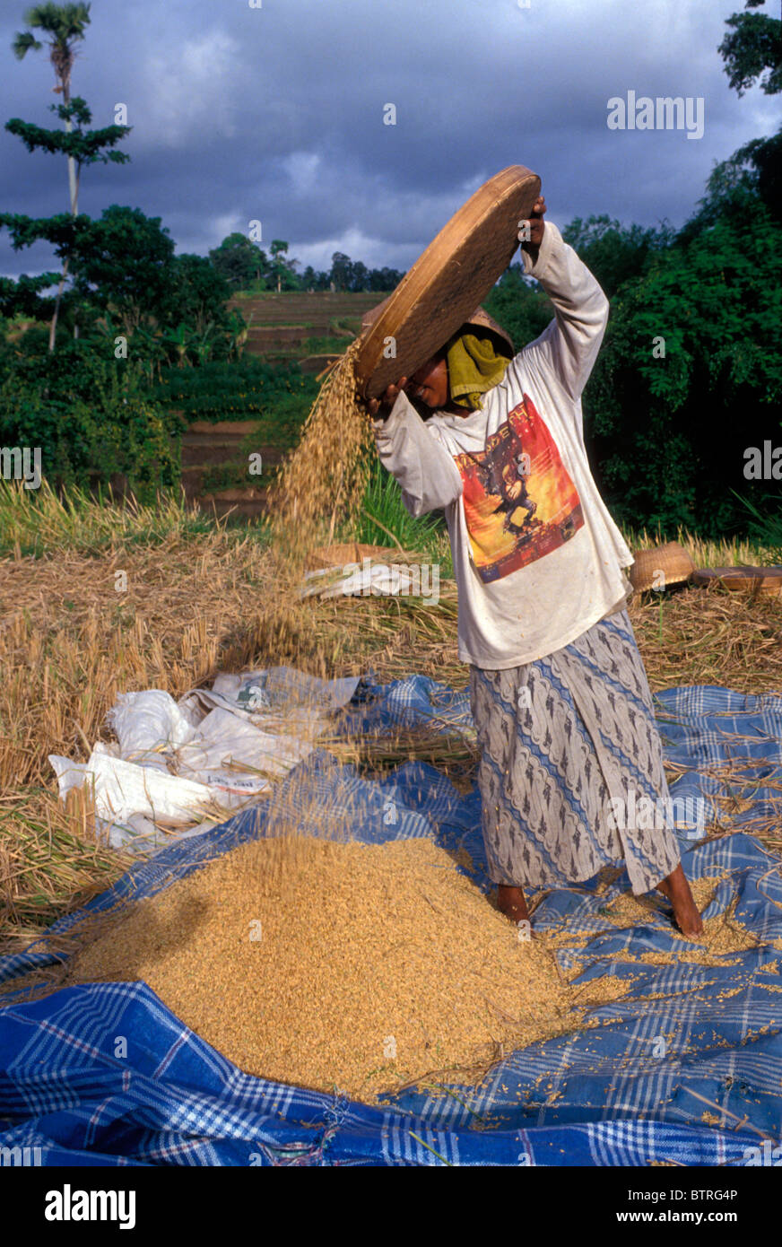NDONESIA WOMAN HARVESTING RICE IN BALI Photograph by © Julio Etchart ...