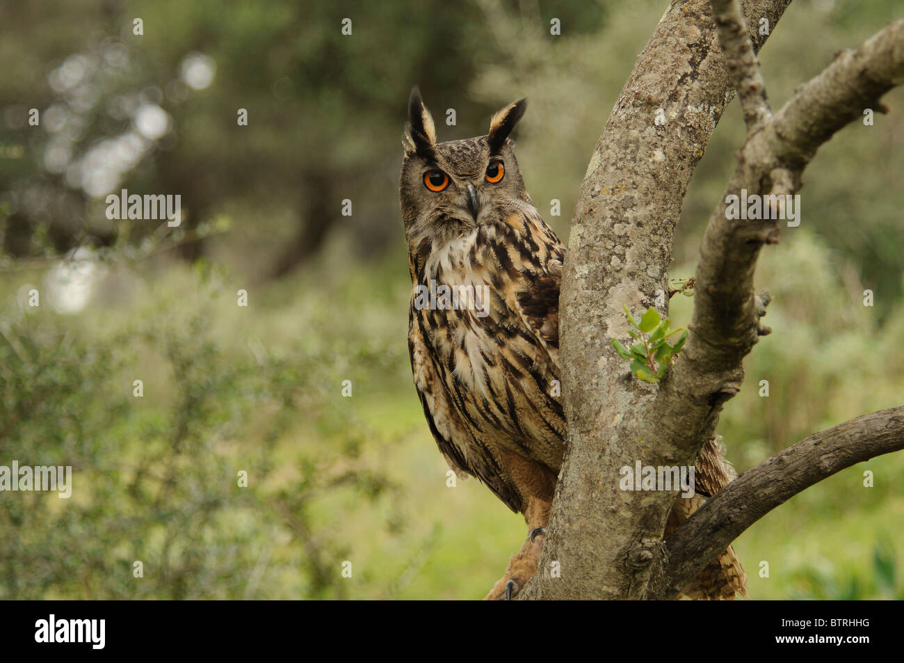 Arbol buho hi-res stock photography and images - Alamy
