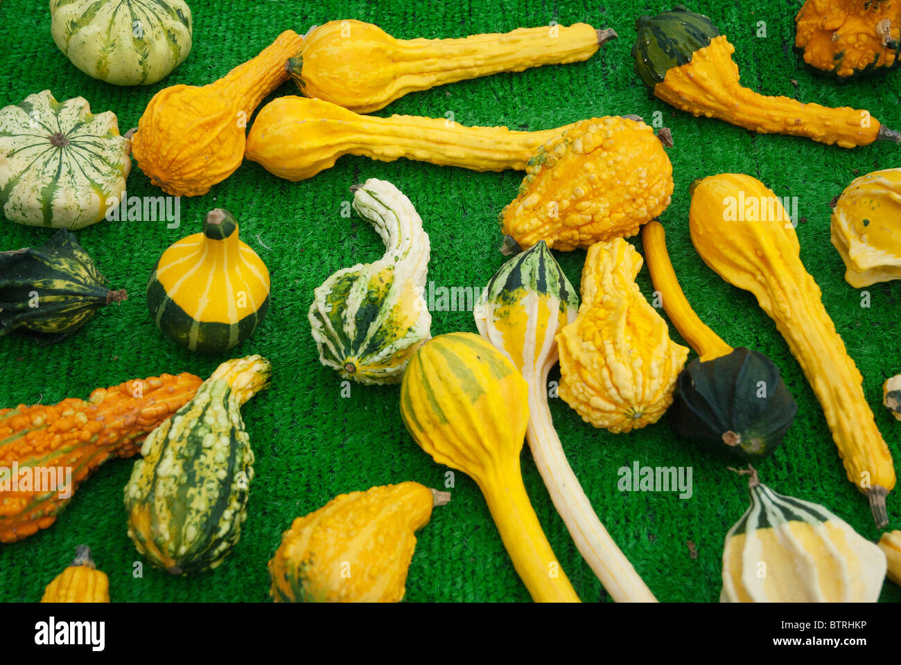 Assorted gourds laid out on a table at the pumpkin festival in Slindon ...