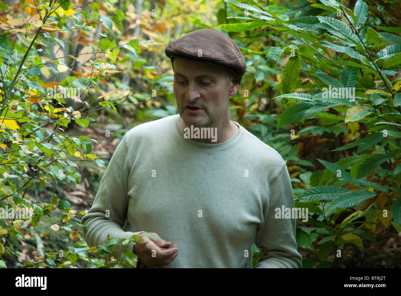 Sweet chestnut trees hi-res stock photography and images - Alamy