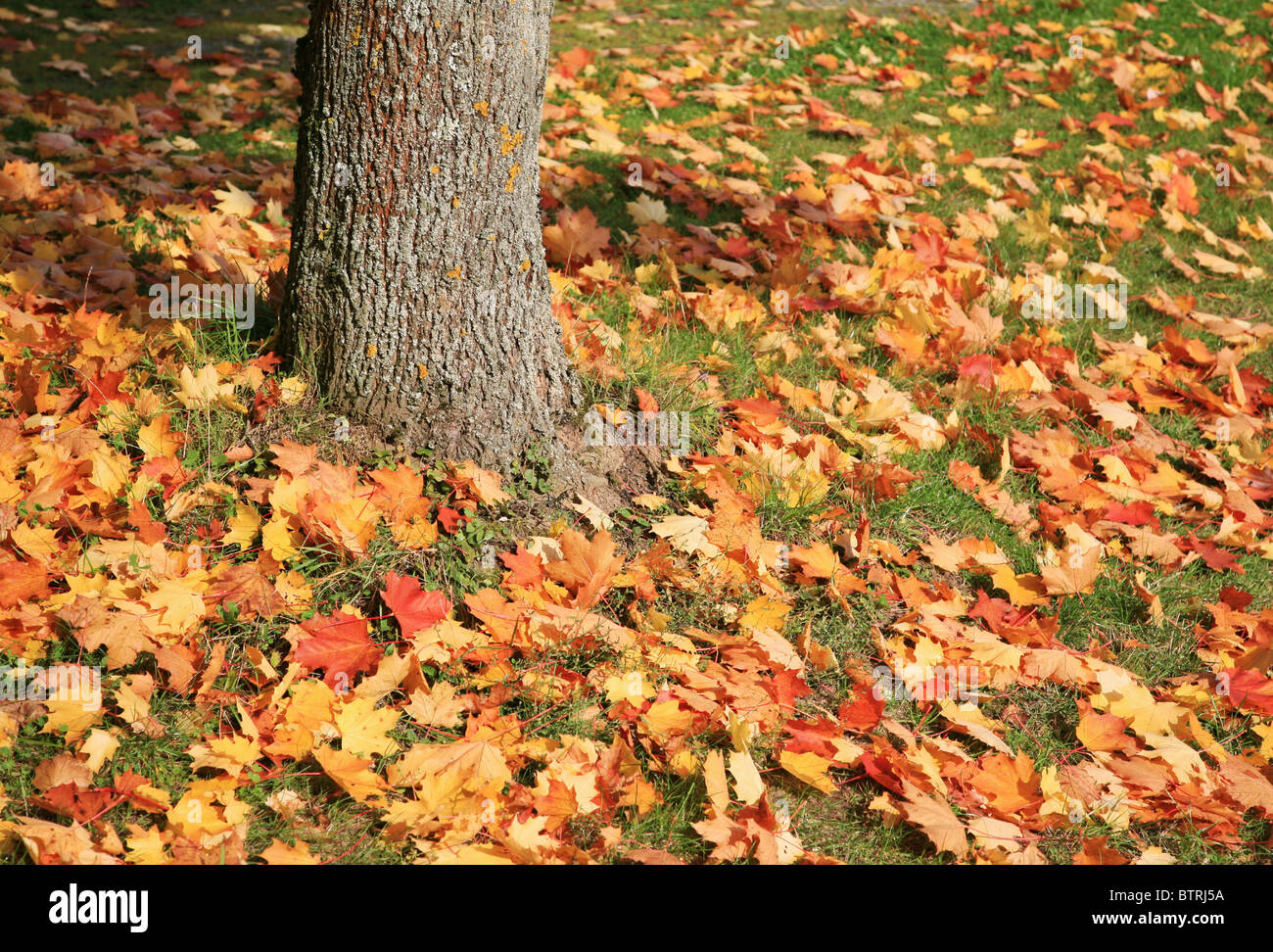 Maple foliage around the tree trunk hi-res stock photography and images ...