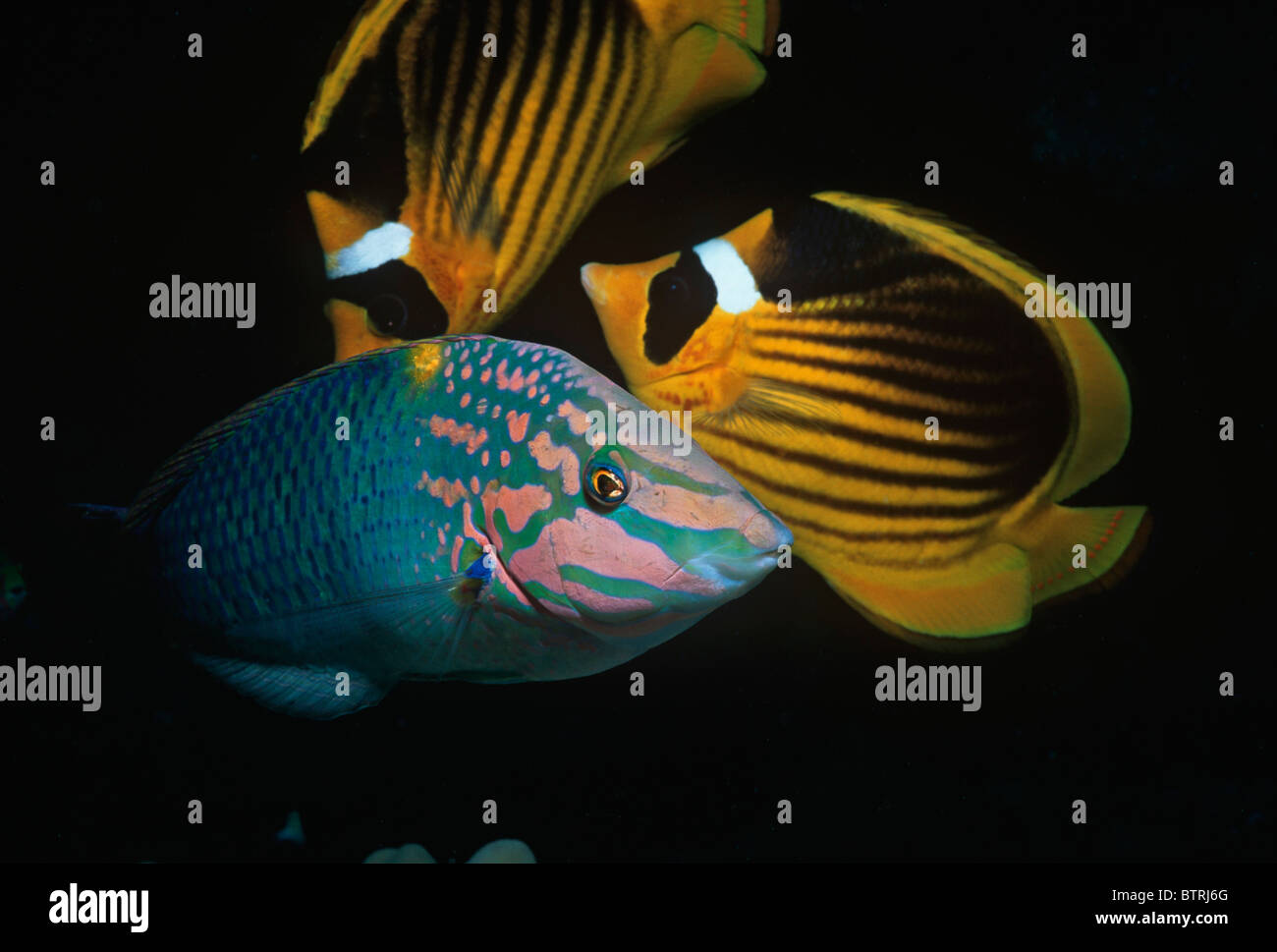 Striped Butterflyfish (Chaetodon Fasciatus) and Checkerboard Wrasse ...