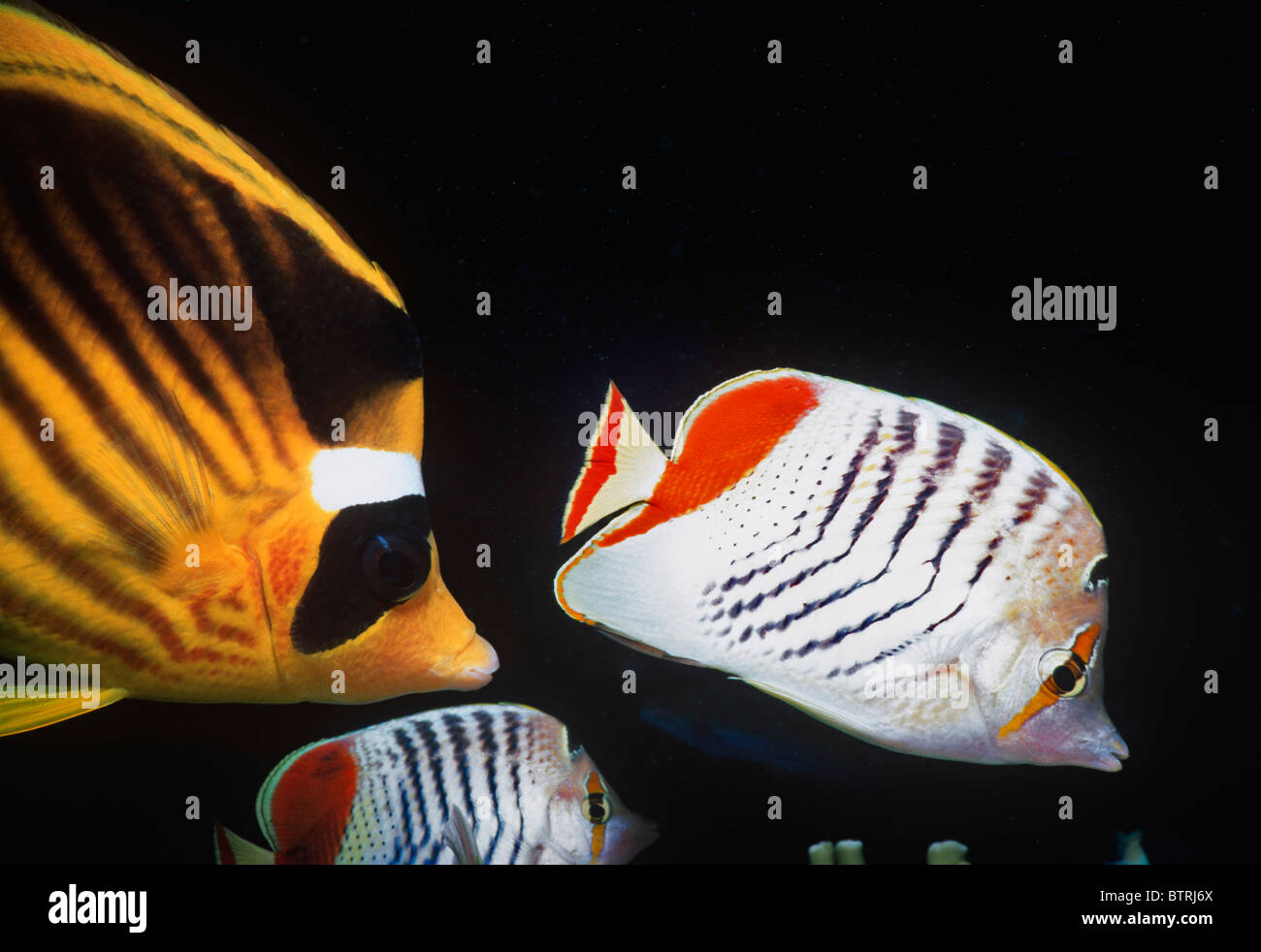 Crown Butterflyfish (Chaetodon paucifasciatus) and Striped ...