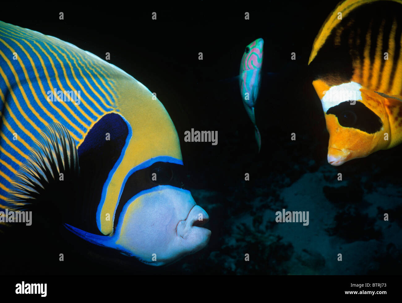 Striped Butterflyfish (Chaetodon Fasciatus) and Emperor Angelfish ...