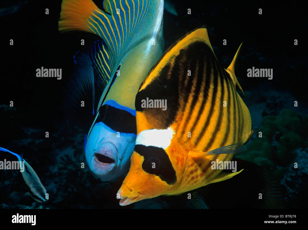 Striped Butterflyfish (Chaetodon Fasciatus) and Emperor Angelfish ...