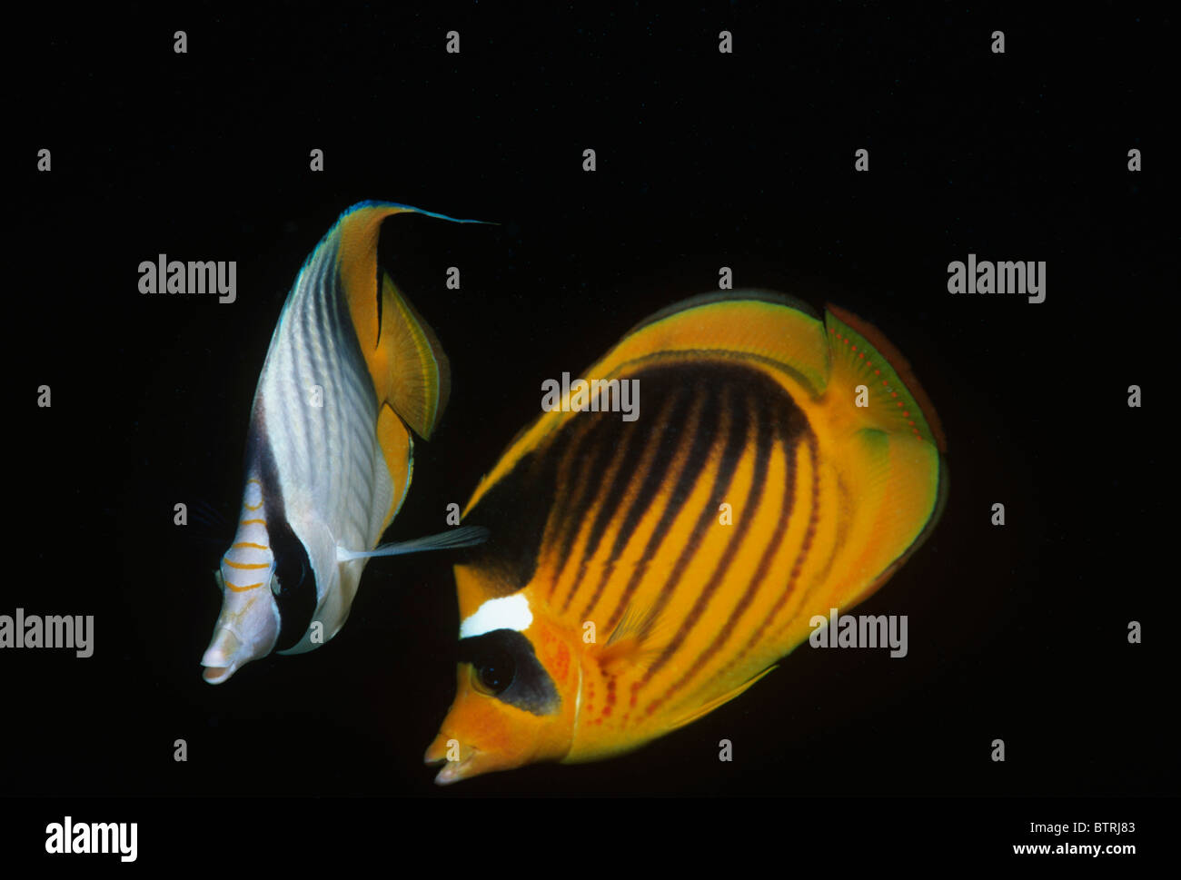 Striped Butterflyfish (Chaetodon fasciatus) and Threadfin Butterflyfish ...