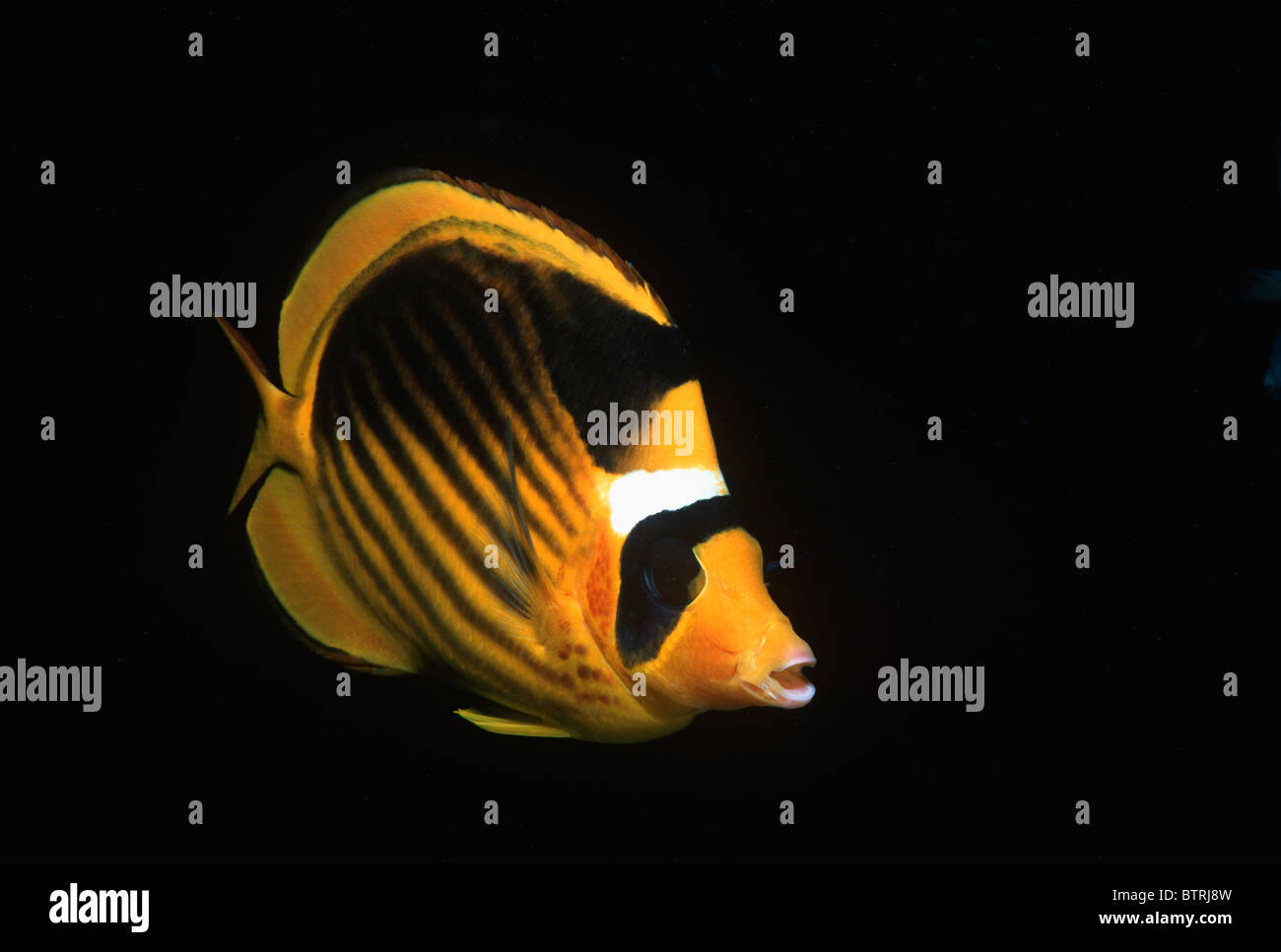 Striped Butterflyfish (Chaetodon fasciatus). Sinai Peninsula - Red Sea ...