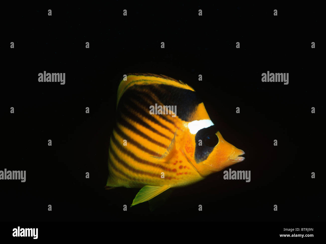 Striped Butterflyfish (Chaetodon fasciatus). Sinai Peninsula - Red Sea ...