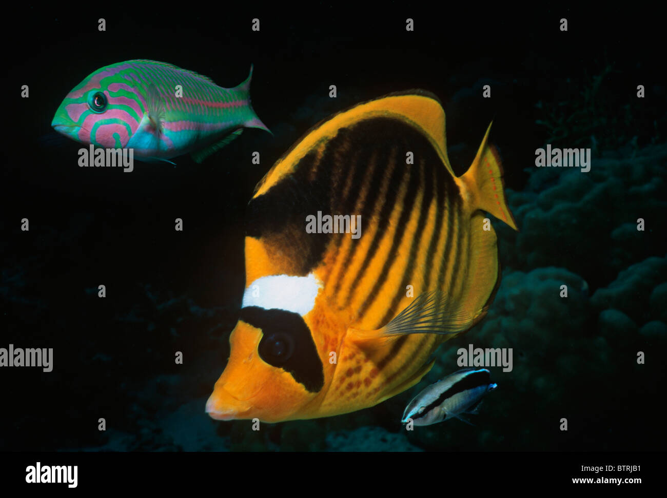 Striped Butterflyfish (Chaetodon Fasciatus) and Checkerboard Wrasse ...