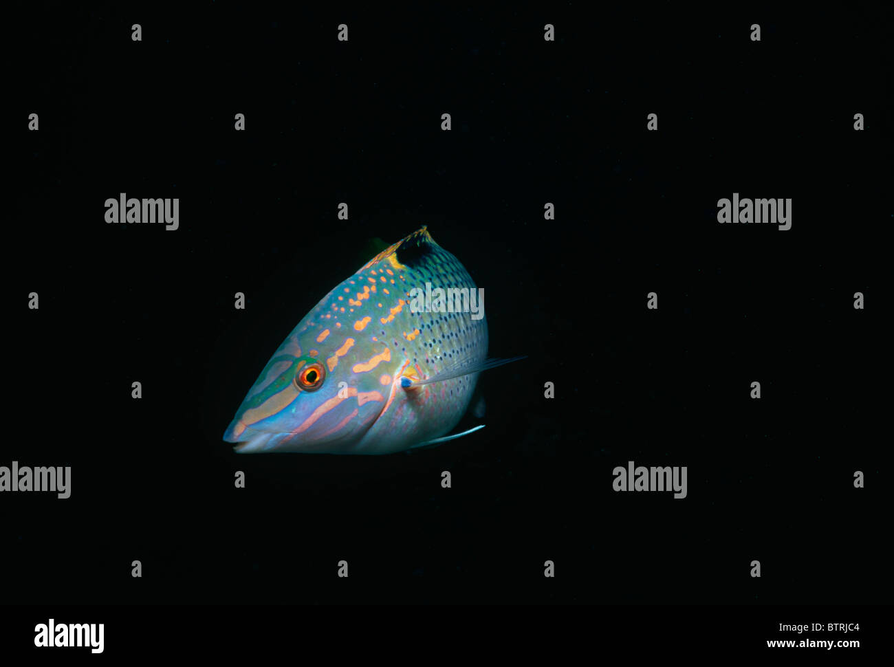 Checkerboard Wrasse (Halichoeres hortulanus). Sinai Peninsula - Red Sea ...