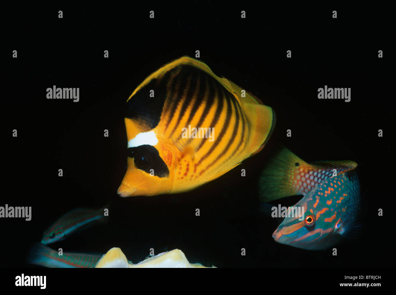 Striped Butterflyfish (Chaetodon fasciatus) and Checkerboard Wrasse ...