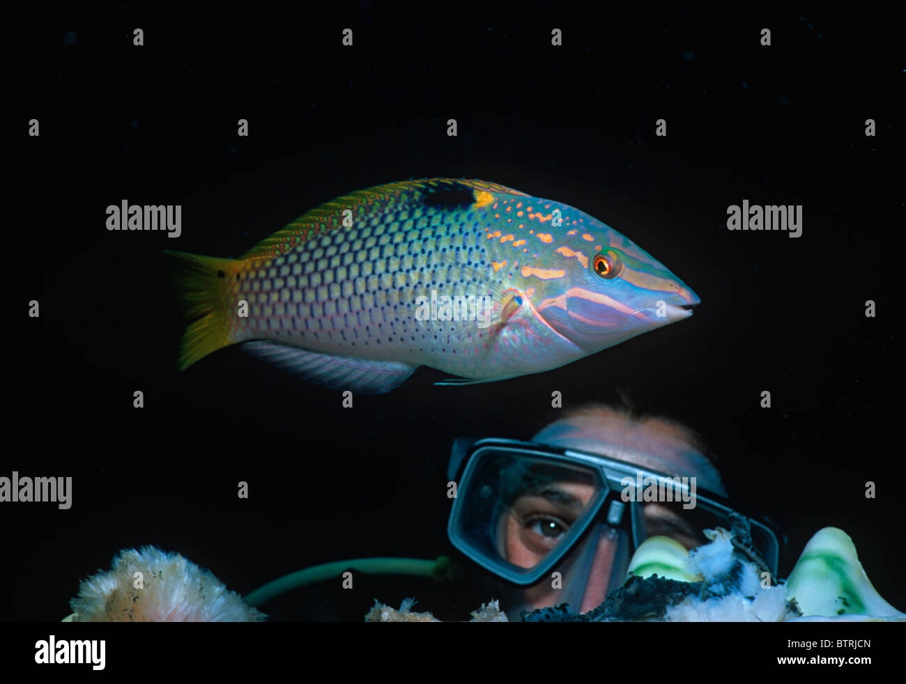 Checkerboard Wrasse (Halichoeres hortulanus). Sinai Peninsula - Red Sea ...