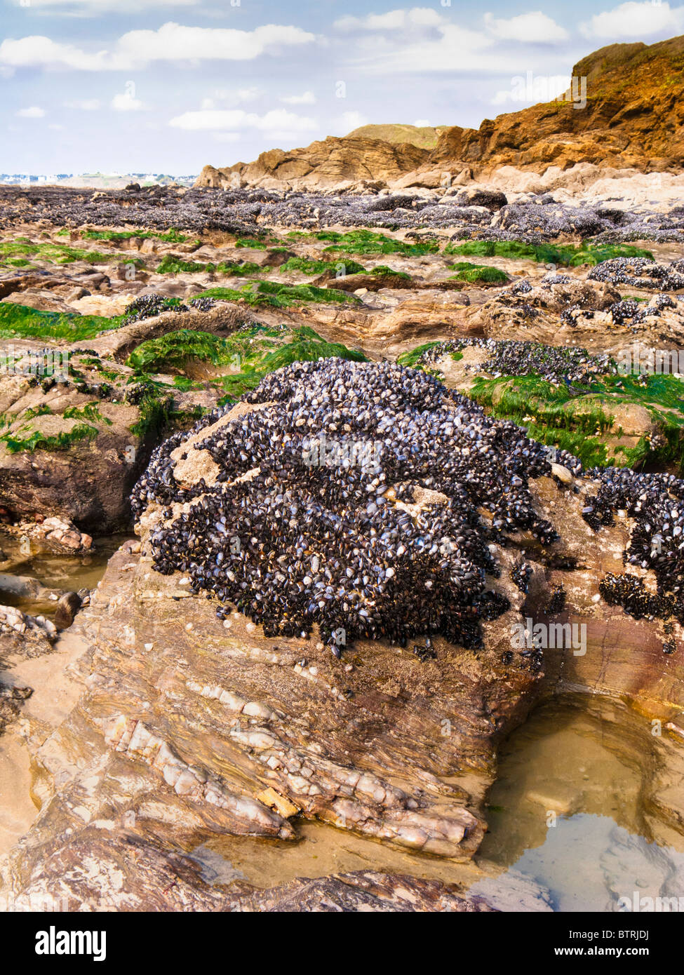 Blue Mussels on rocks France Europe Stock Photo - Alamy