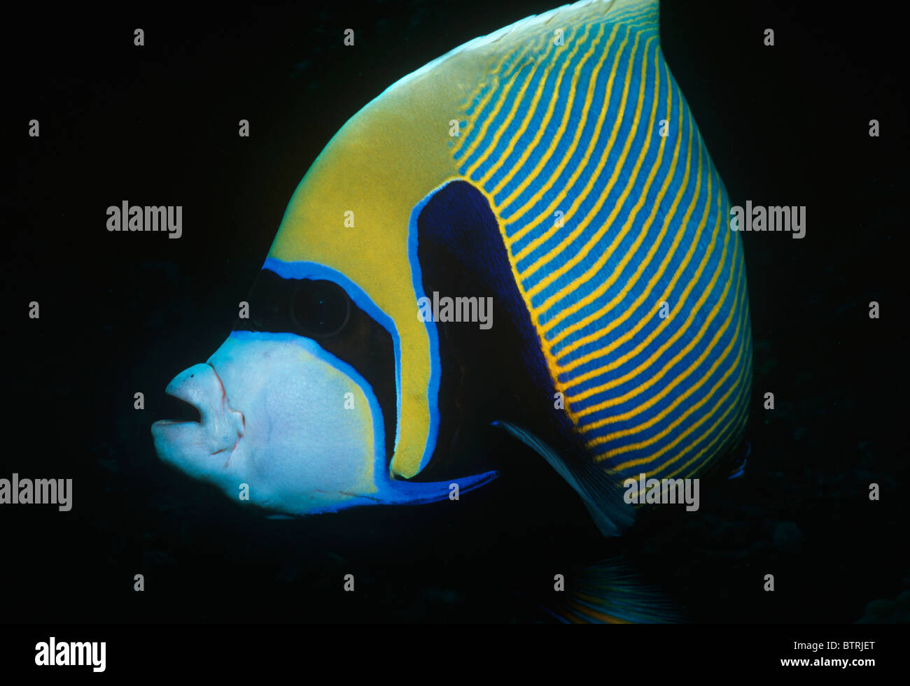 Emperor Angelfish (Pomacanthus imperator). Sinai Peninsula, Red Sea ...