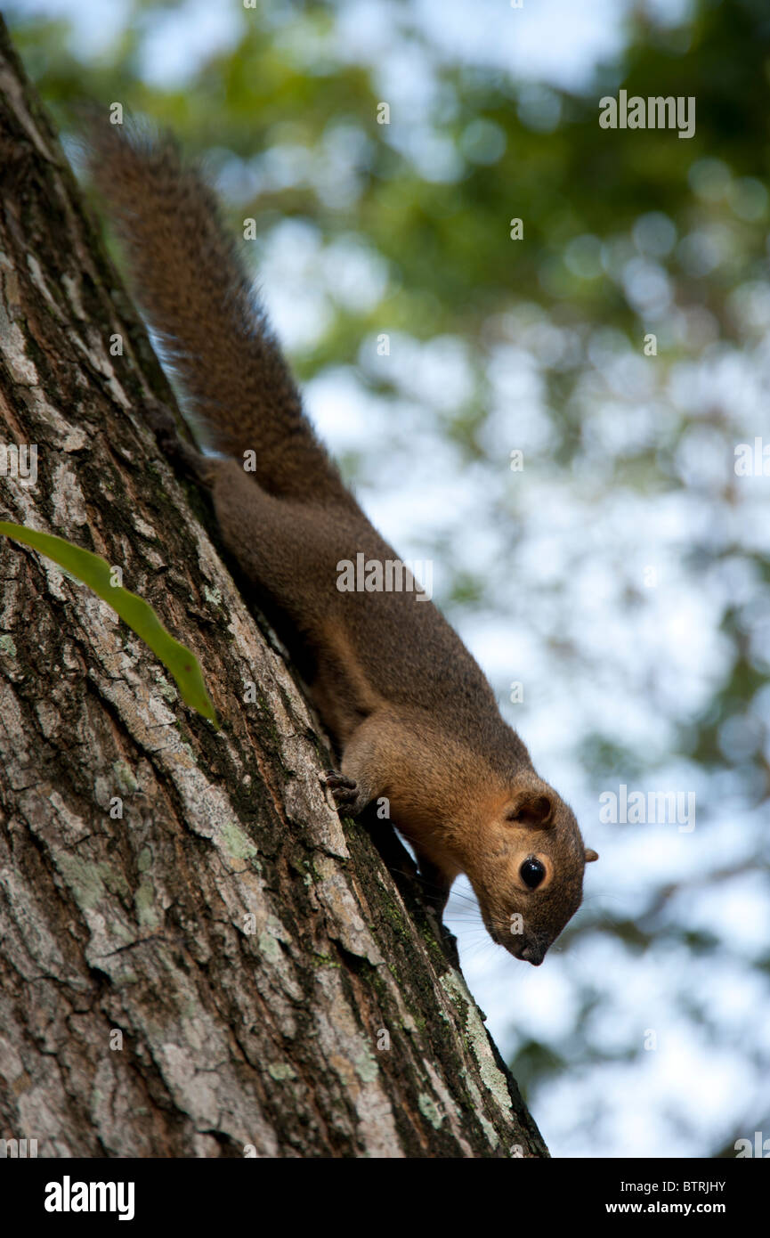 Squirrel on tree in hotel grounds in Bali Indonesia Stock Photo - Alamy