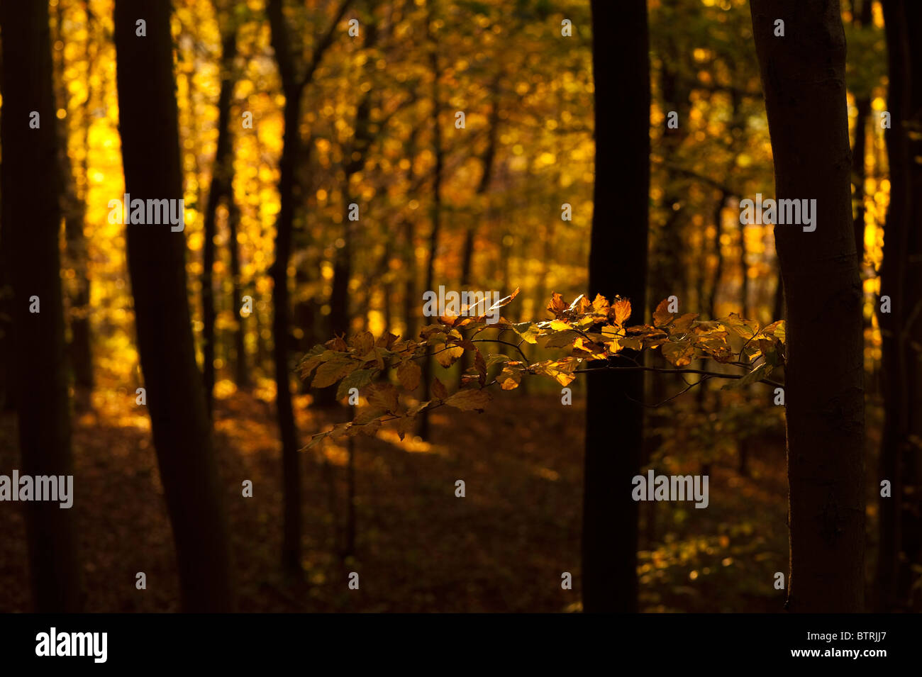 Golden Common Beech Trees, Fagus sylvatica, in the Autumn Stock Photo ...