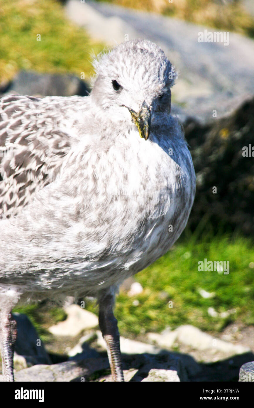 Northern Fulmar, Antarctica, Antarctic Peninsula Stock Photo - Alamy