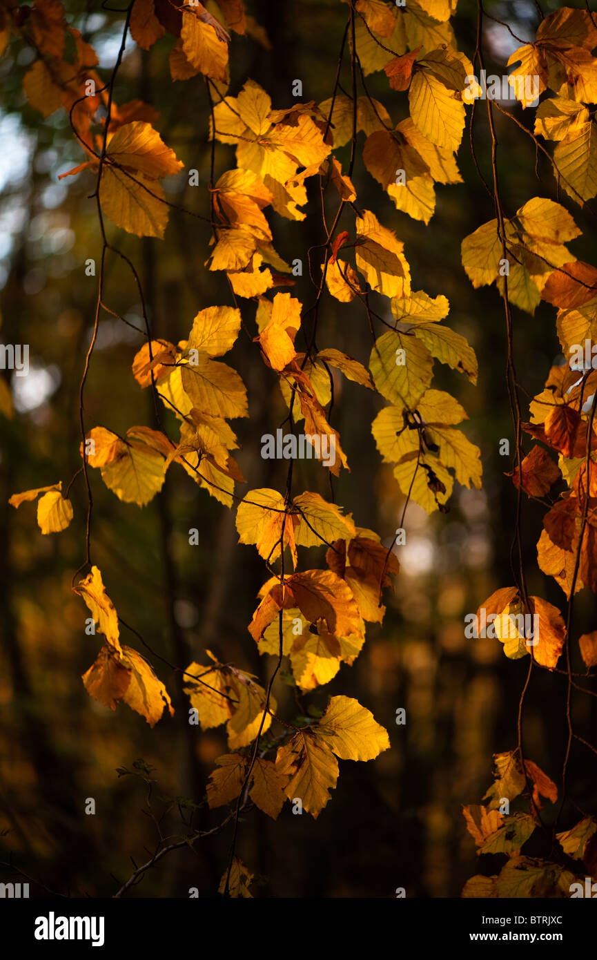 Common Beech Tree, Fagus sylvatica, in the autumn Stock Photo - Alamy