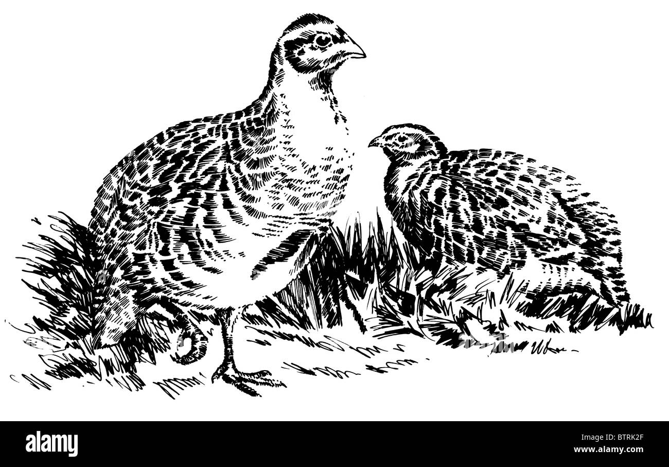 Line drawing of partridges Stock Photo - Alamy
