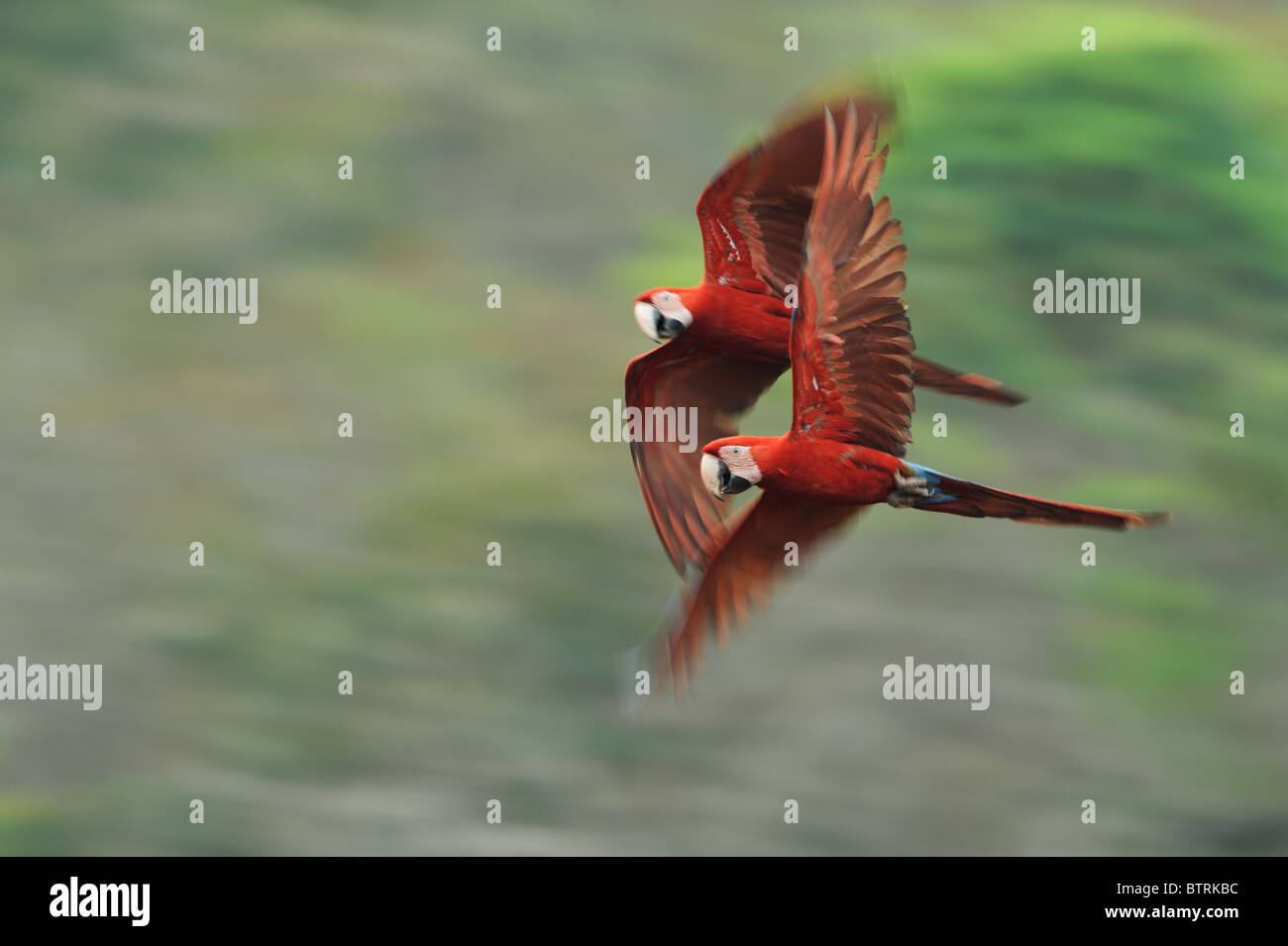 Flying Red-and-green Macaws Stock Photo - Alamy
