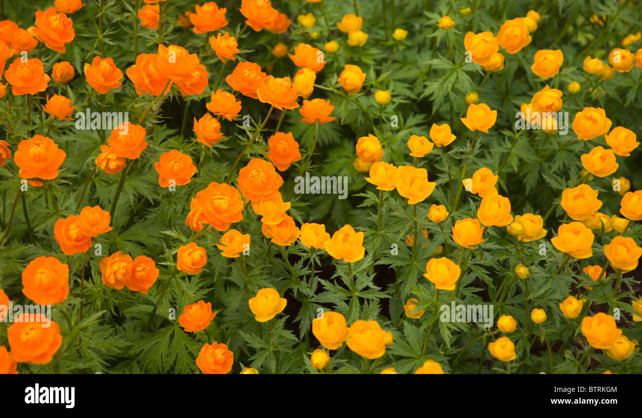 Asian globe-flowers ( Trollius asiaticus ) flowers at left and European ...