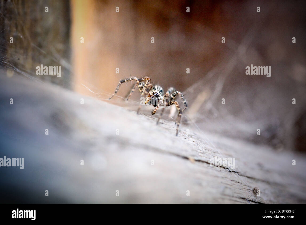 Jumping Spider in it's web/nest, Lake Bunyonyi, Uganda Stock Photo - Alamy