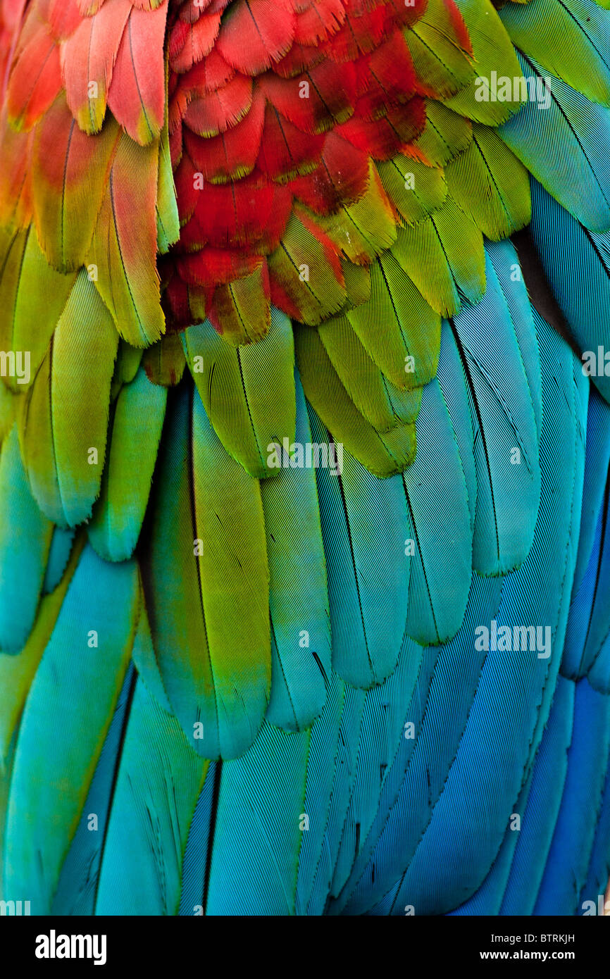 Red-and-green Macaw wing close-up Stock Photo - Alamy