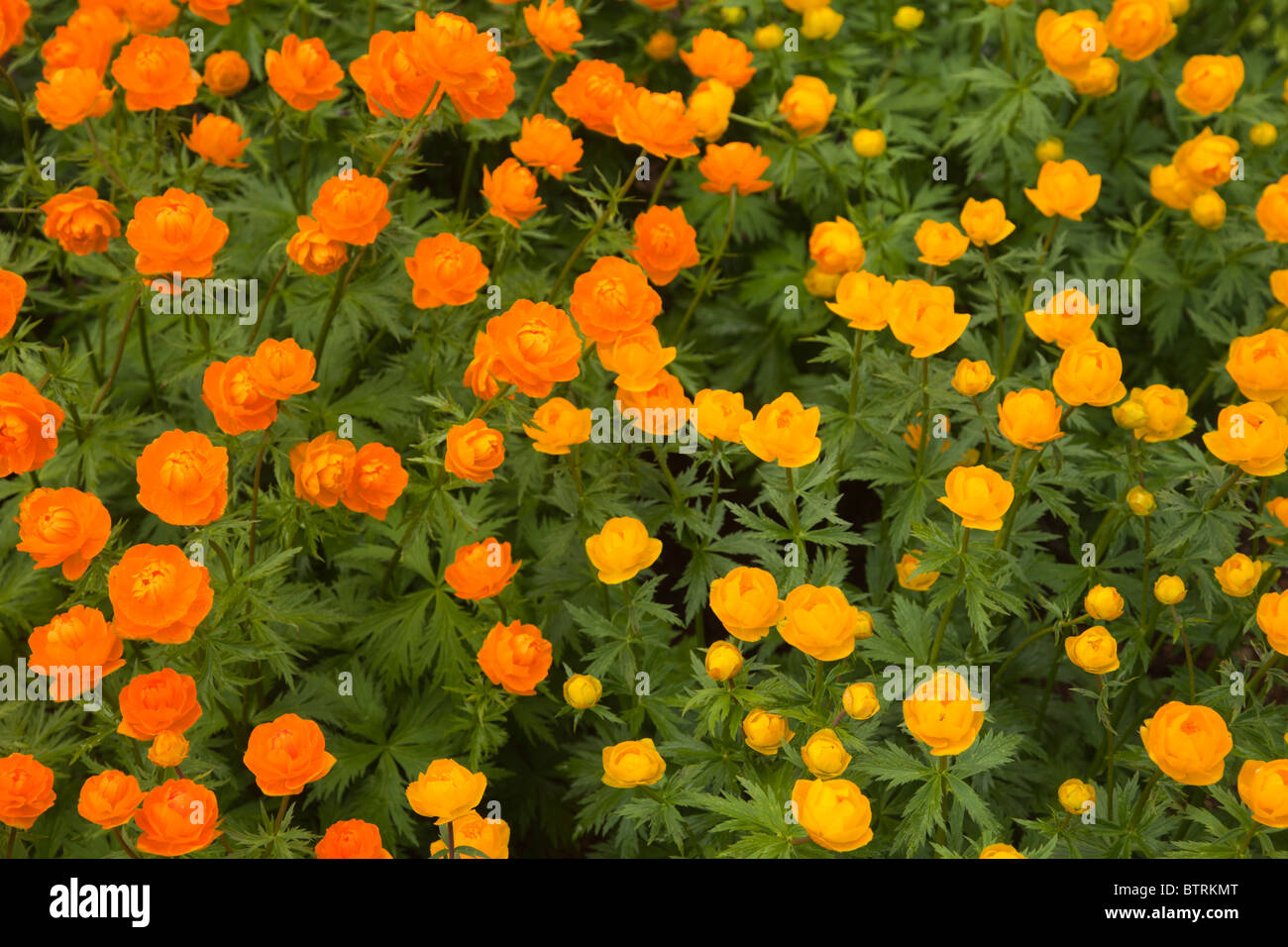 Asian globe-flowers ( Trollius asiaticus ) flowers at left and European ...