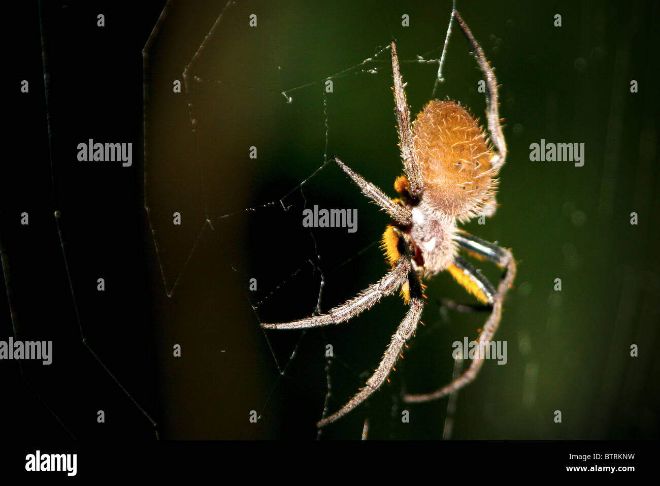 Wolf Spider, Amazon Jungle, Peru Stock Photo - Alamy