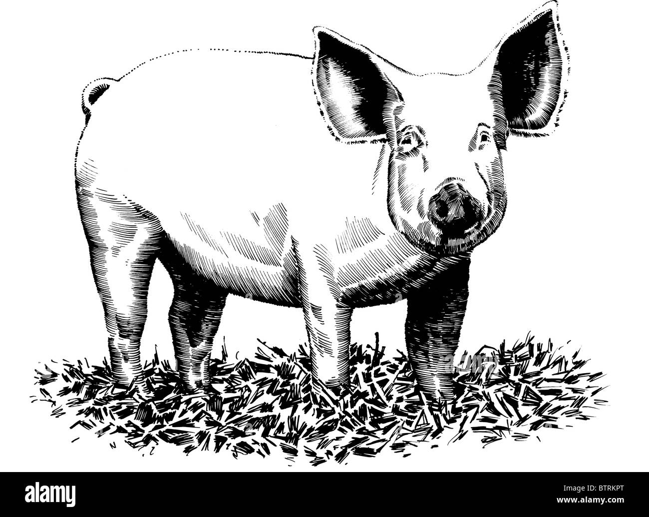 Porcine drawing hi-res stock photography and images - Alamy