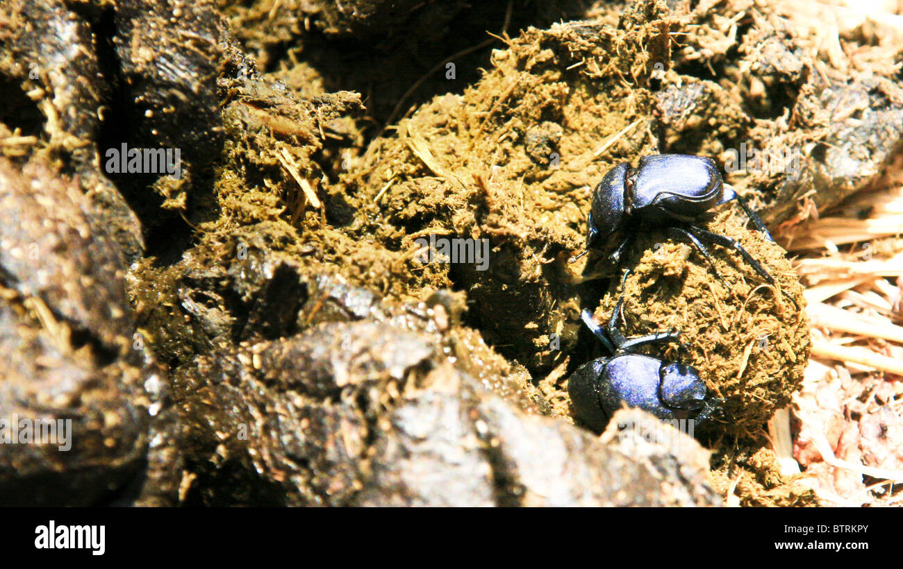Dung Beetle, Matupu Park, Zimbabwe, Africa Stock Photo - Alamy