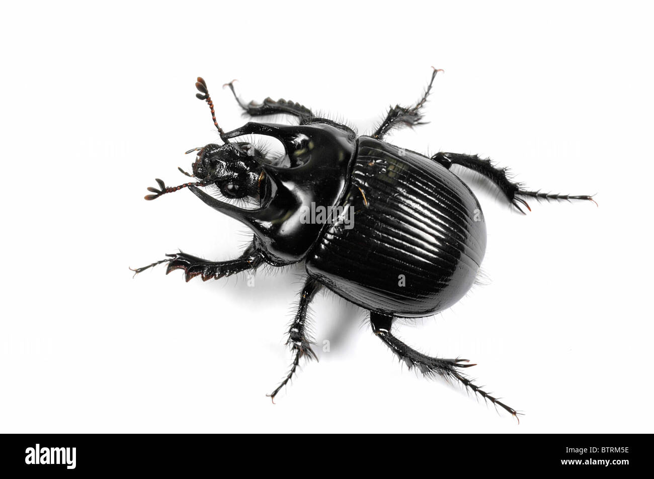 Taurus beetle isolated on white background Stock Photo - Alamy