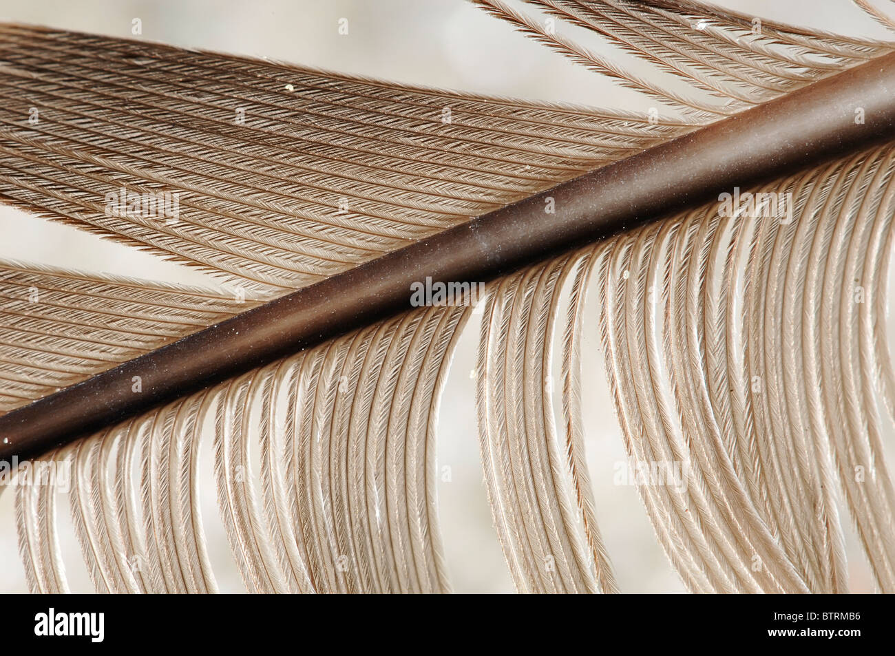 Quill structure hi-res stock photography and images - Alamy