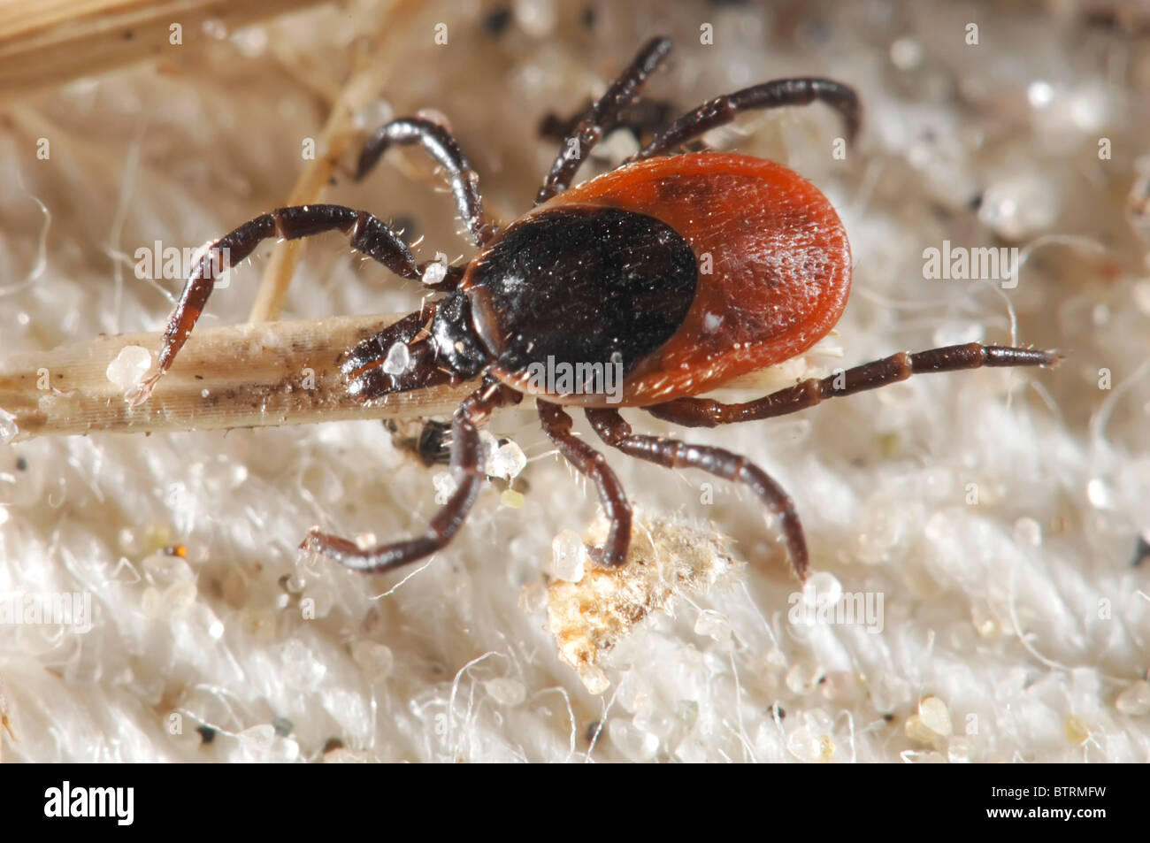 Tick waiting for a host Stock Photo - Alamy