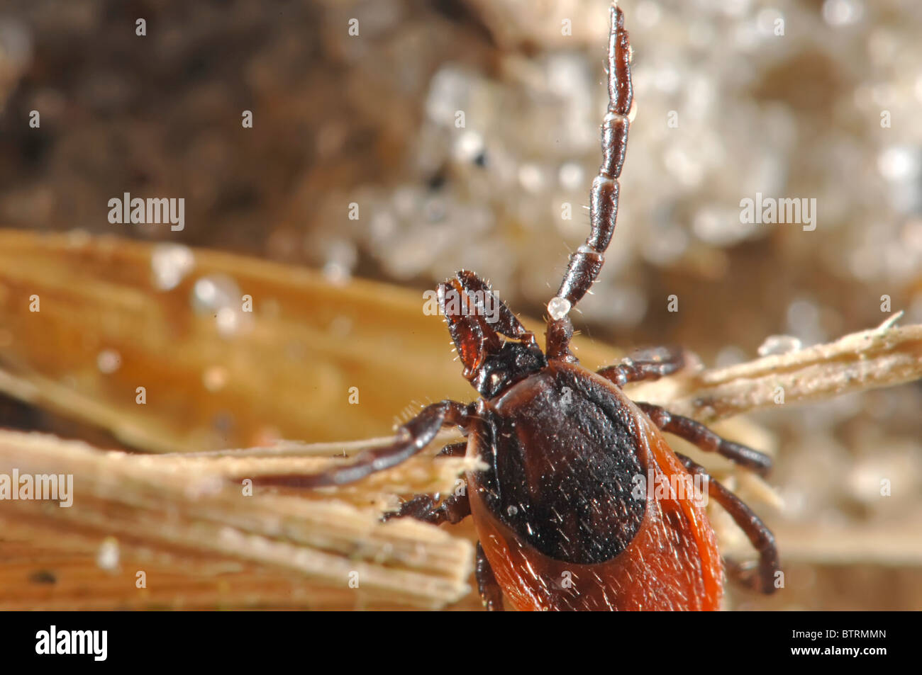 Tick waving for a host Stock Photo - Alamy