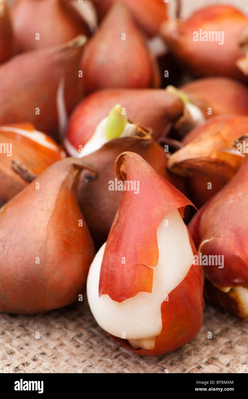 Tulip bulbs sprouting hi-res stock photography and images - Alamy