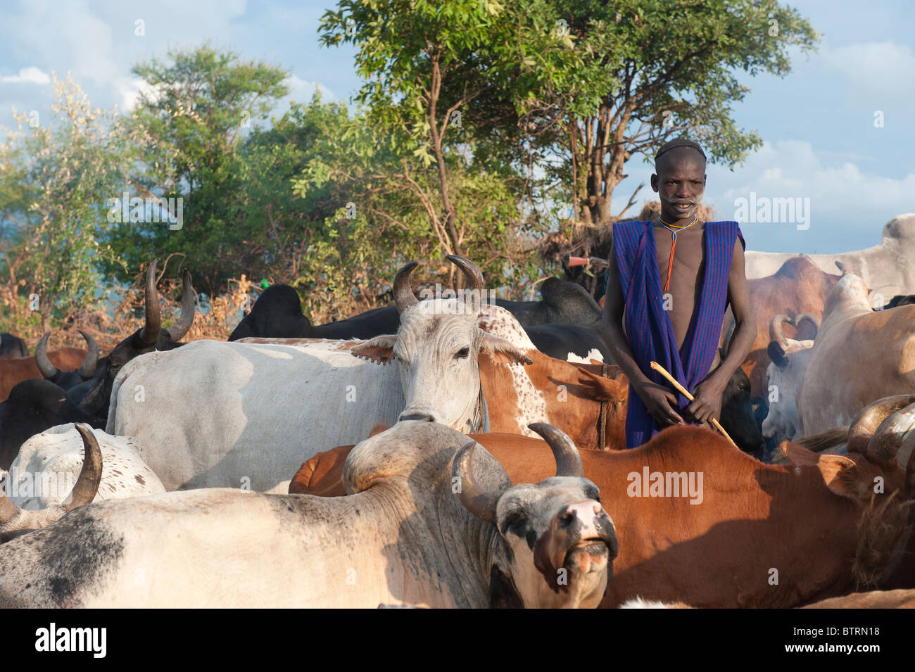 Surma herder with cattle near Tulgit, Omo River Valley, Ethiopia Stock ...