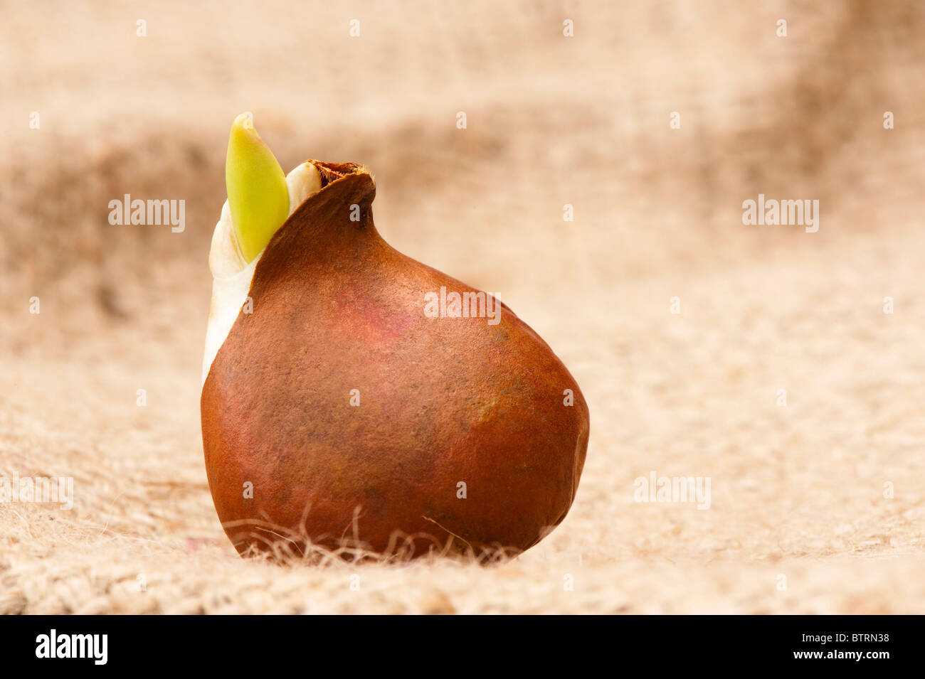 Tulip sprout hi-res stock photography and images - Alamy