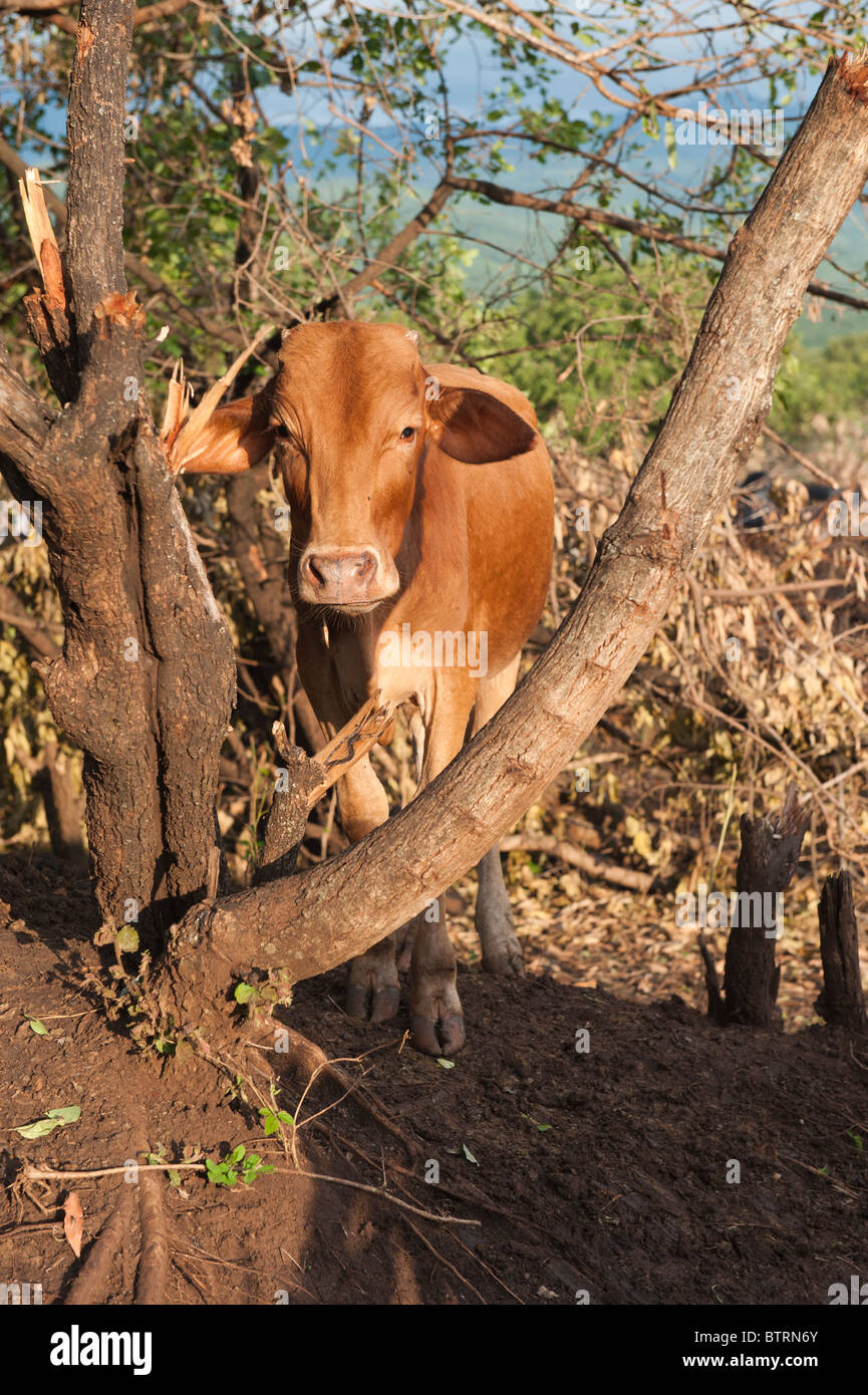 Suri ethiopia cattle hi-res stock photography and images - Alamy