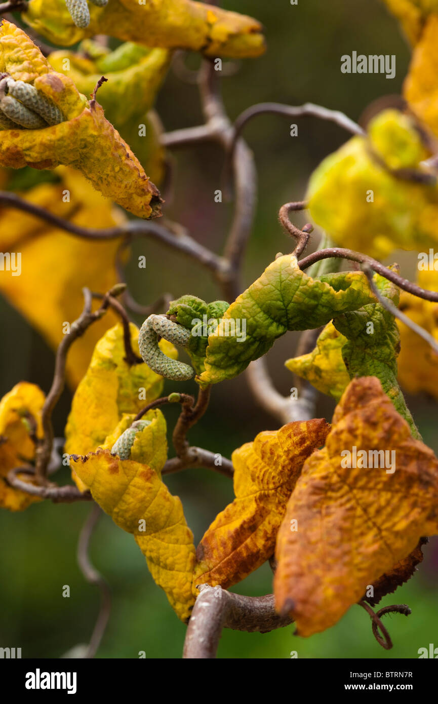 Contorted hazel hi-res stock photography and images - Alamy