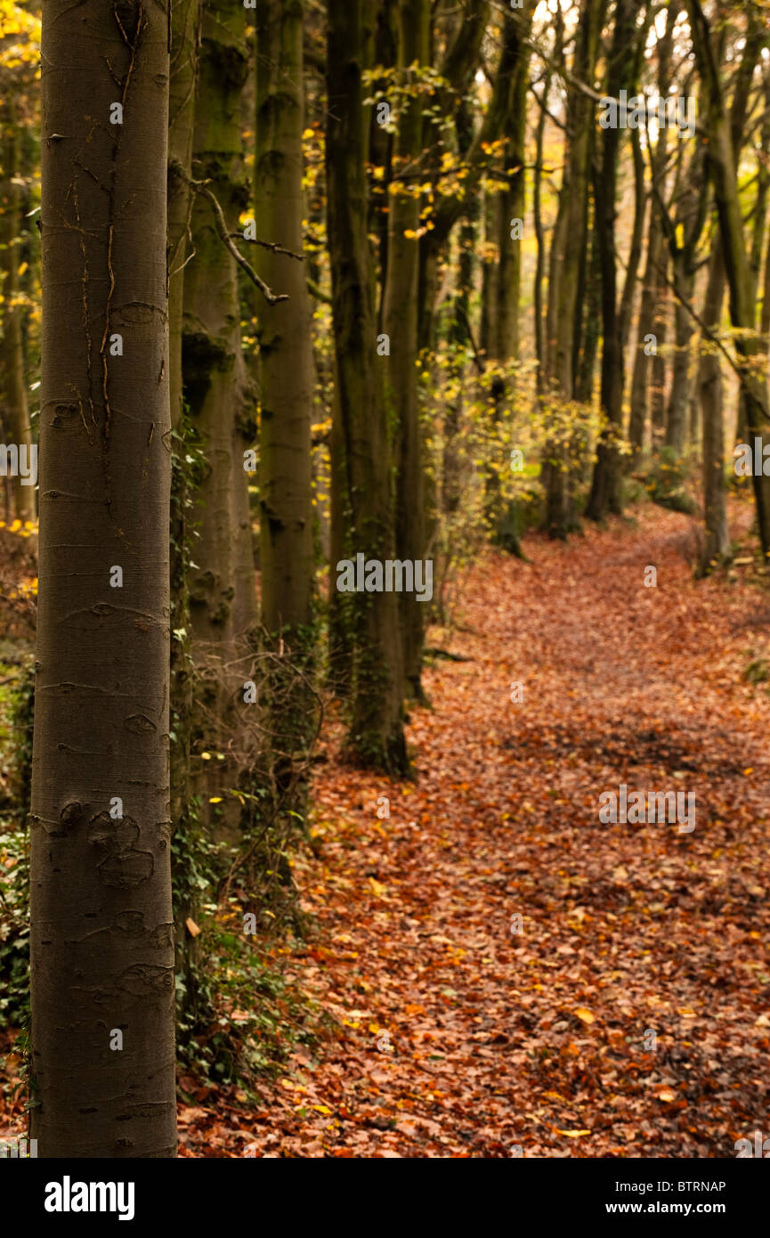 Deciduous woodland woods hi-res stock photography and images - Alamy