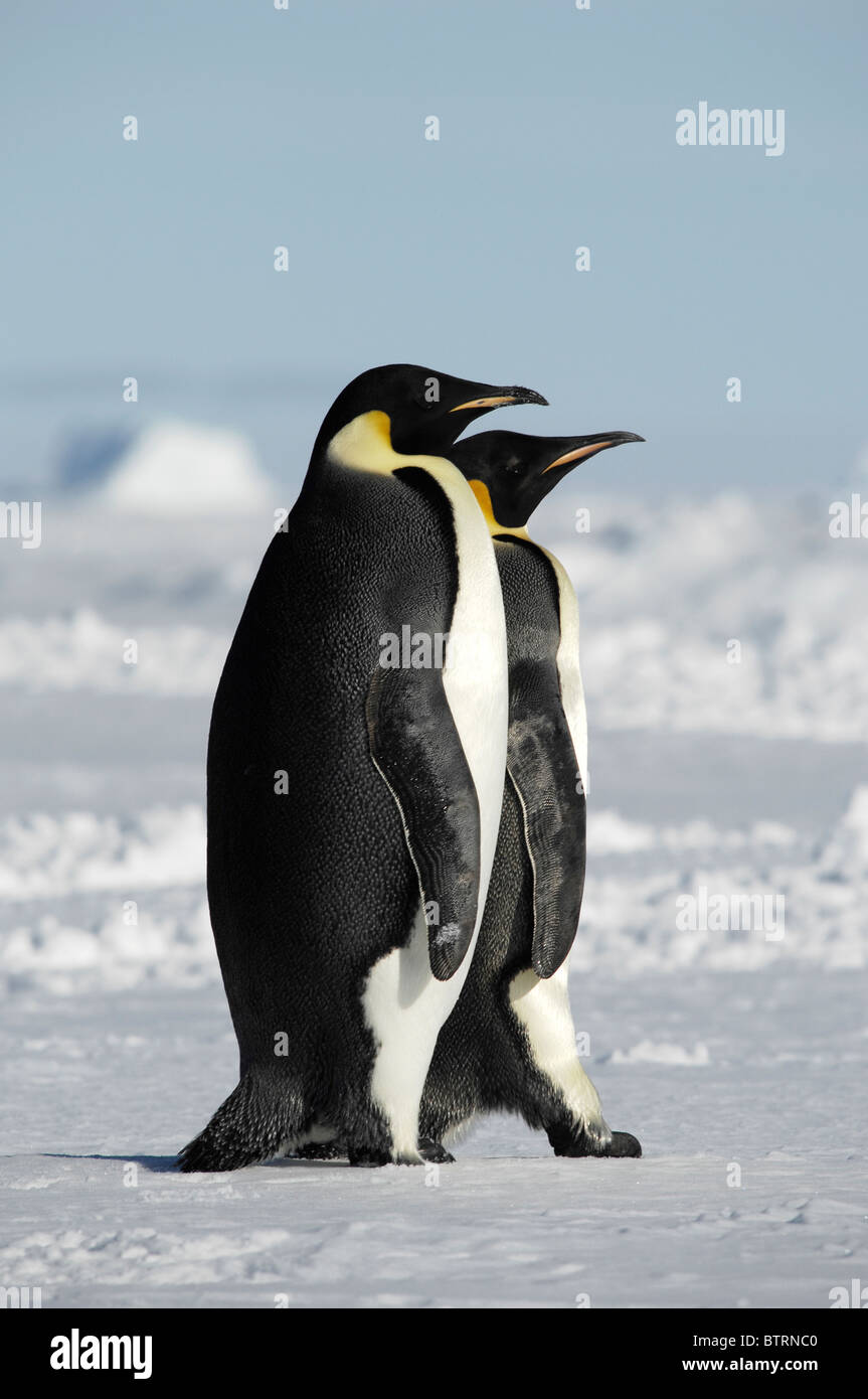 Penguin couple standing Stock Photo - Alamy