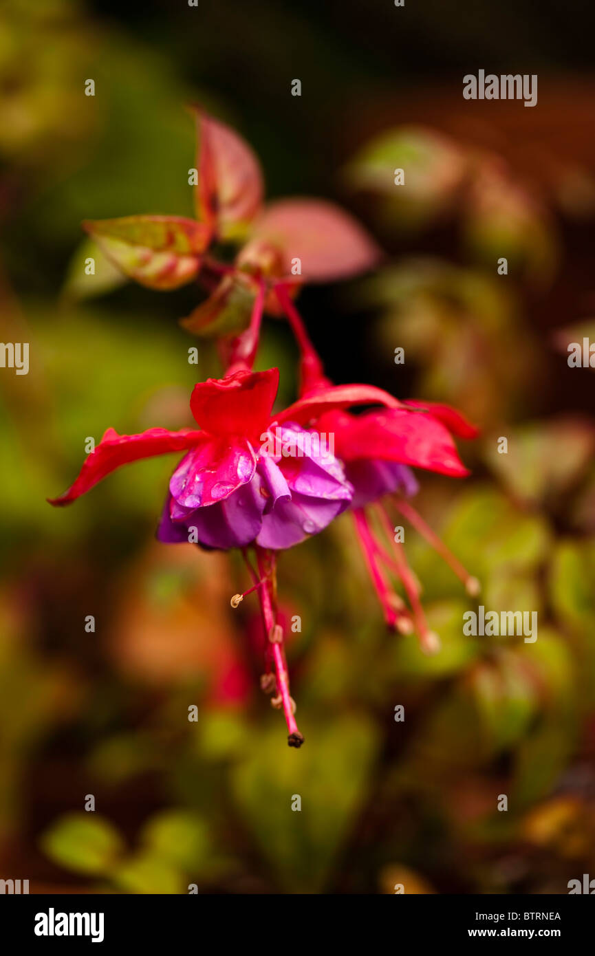 Trailing Fuchsia ‘Dark Eyes’ Stock Photo - Alamy