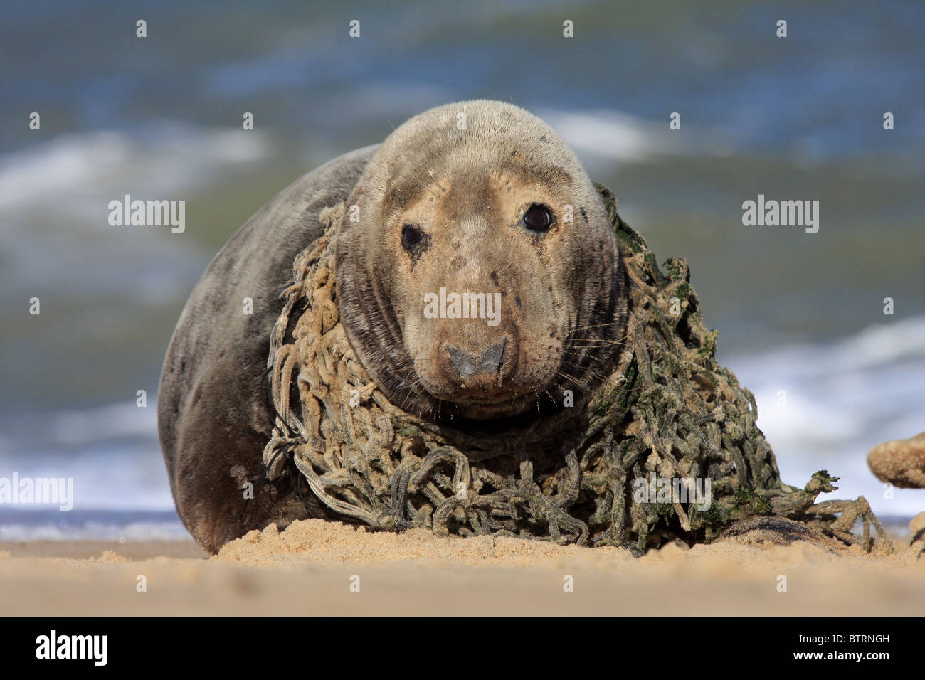 Seal caught with fishing net around neck Stock Photo - Alamy