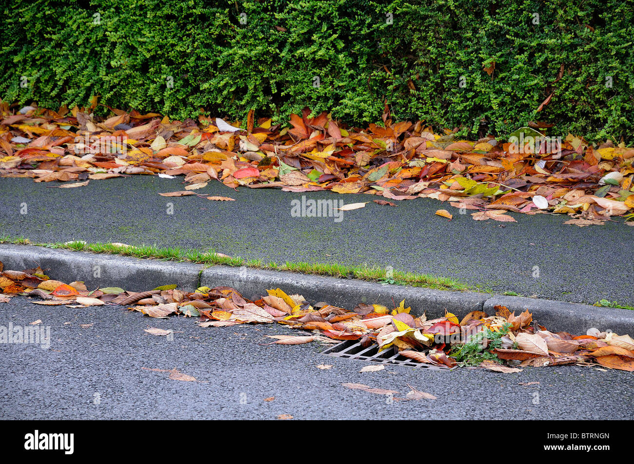 autumn leaves in gutter Stock Photo - Alamy autumn leaves in gutter Stock Photo - Alamy