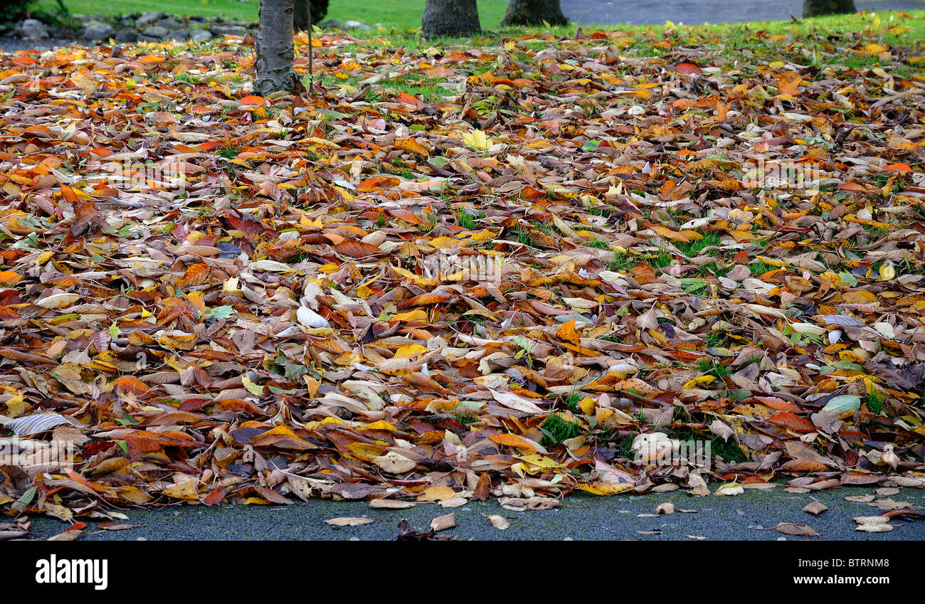 fallen autumn leaves Stock Photo - Alamy