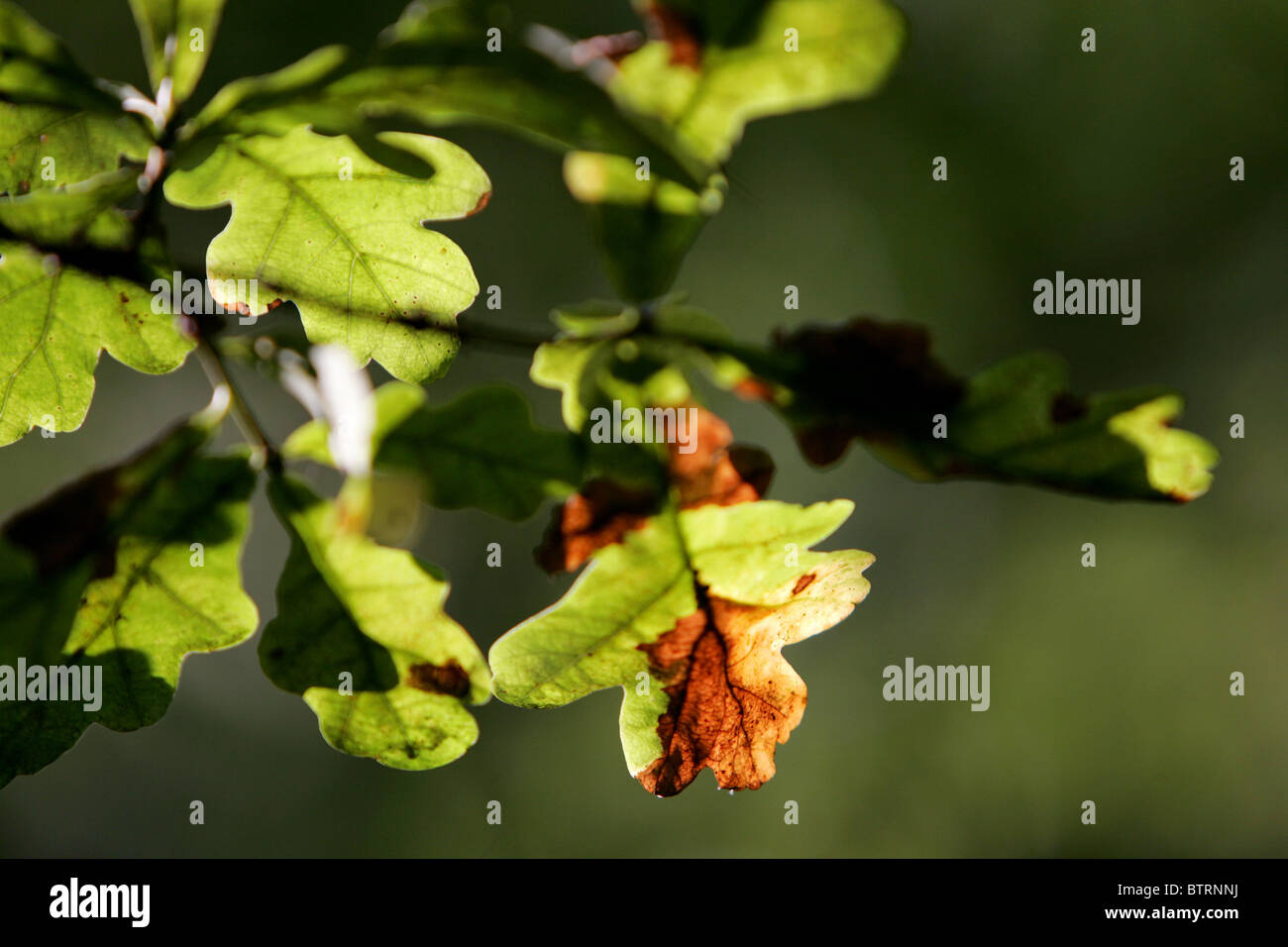 Sunlight shining through oak leaves in a forest Stock Photo - Alamy