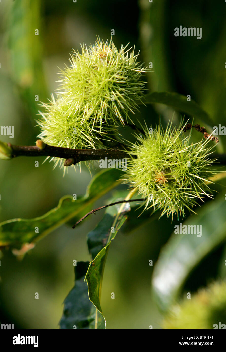 'Conkers' on a Horse Chestnut tree, Aesculus Hippocastanum Stock Photo ...