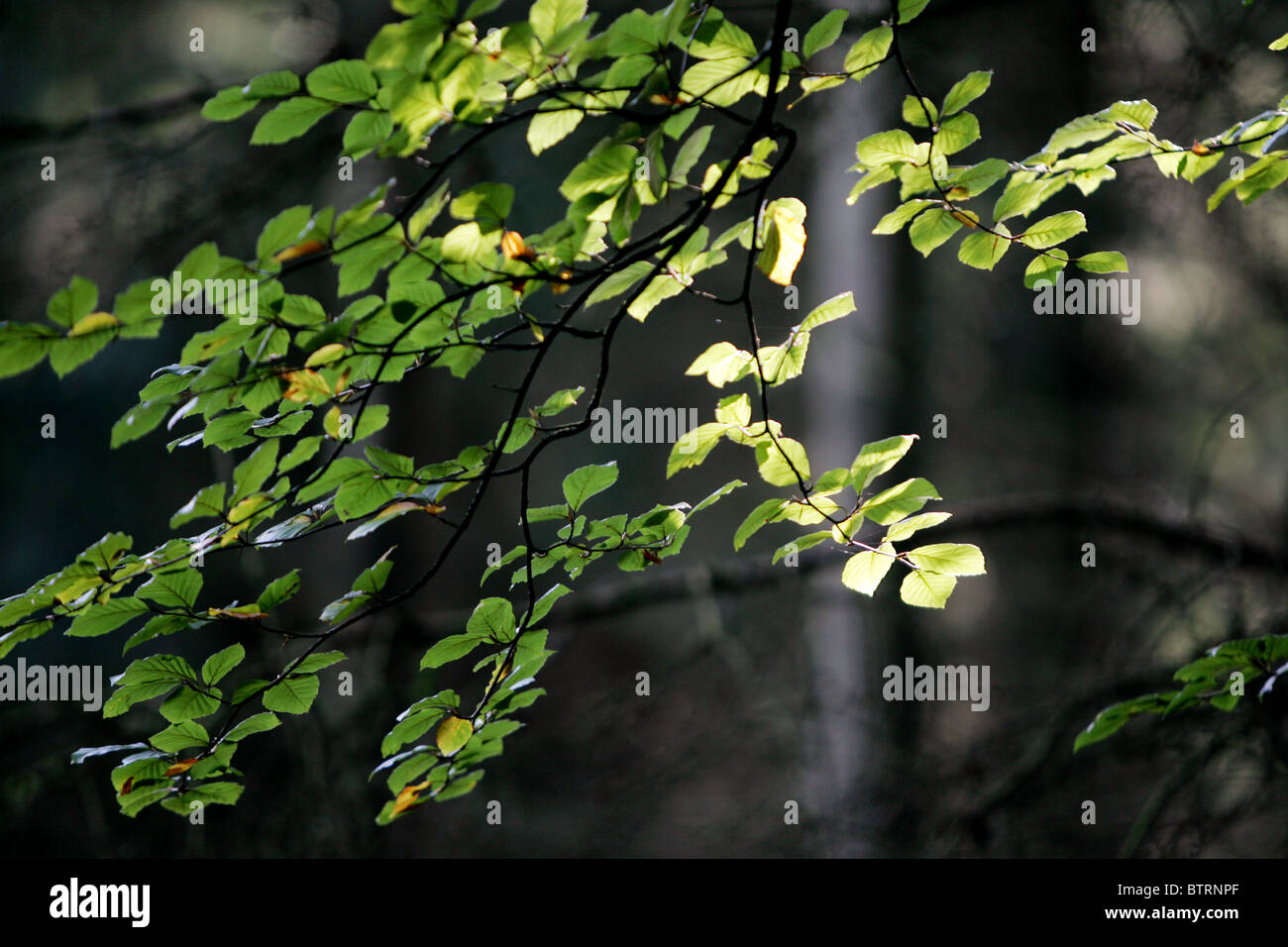 Sunlight shining through leaves in a forest Stock Photo - Alamy